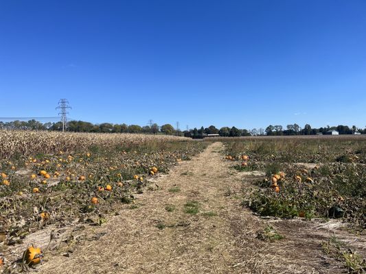 SEIPLE FARMS - Updated January 2026 - 24 Photos & 19 Reviews - 5761 Nor ...