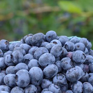 Heyser Farms - 35 Photos & 35 Reviews - Farmers Market - 14526 New ...