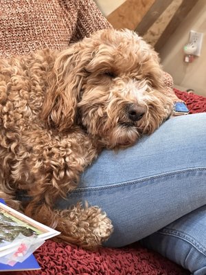 CALIFORNIA DOODLE RESCUE - Updated December 2025 - 81 Photos & 80 ...