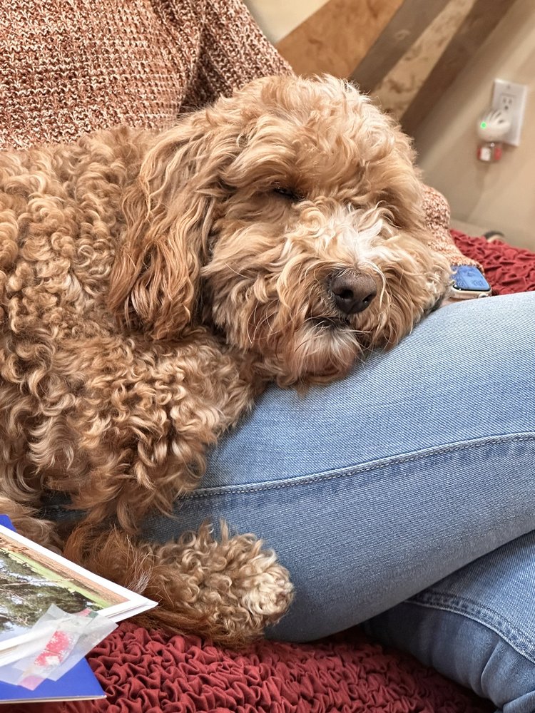 CALIFORNIA DOODLE RESCUE - Updated July 2025 - 60 Photos & 58 Reviews ...