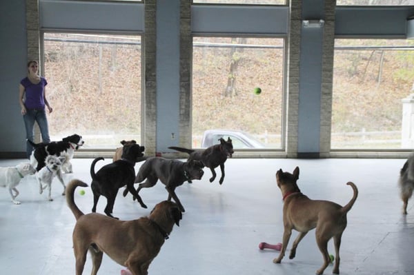 THE POOCH PITT - Updated December 2025 - 13 Photos & 47 Reviews - 2873 ...