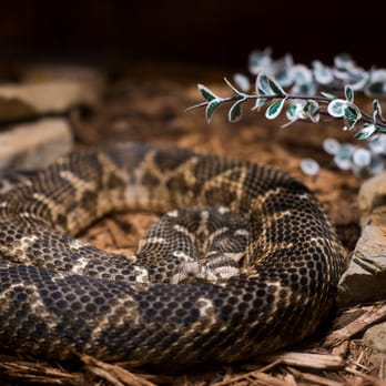 KENTUCKY REPTILE ZOO - Updated October 2024 - 43 Photos & 14 Reviews ...