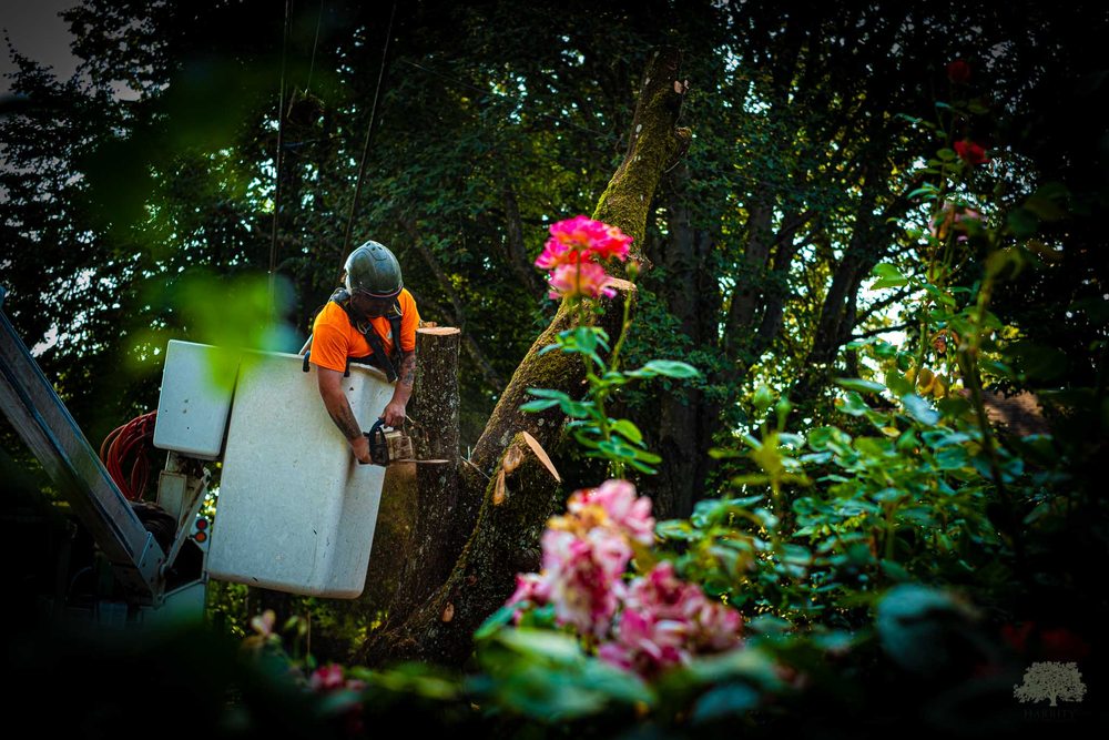 HARRITY TREE SPECIALISTS - Updated October 2025 - 70 Photos & 18 ...