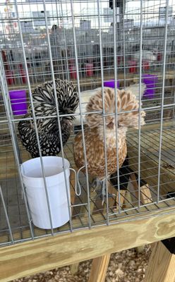 NORTHEAST FLORIDA FAIR - Updated July 2025 - 39 Photos - 543378 US Hwy ...