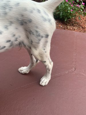 FOUR PAWS ONLY - 22 Photos & 26 Reviews - 2215 E Edgewood Dr, Lakeland ...