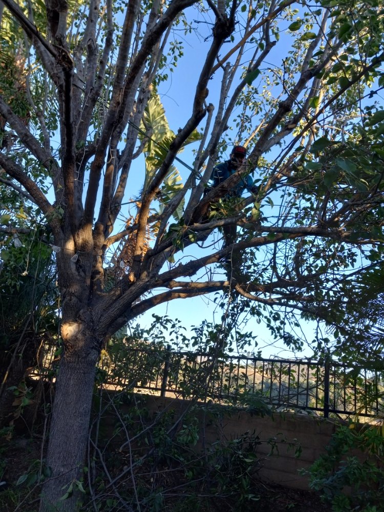 ALEX LANDSCAPING - Updated February 2025 - 16 Photos - Vista ...