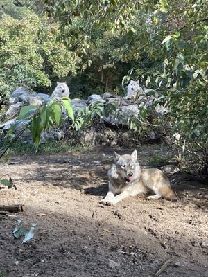 INTERNATIONAL WOLF CENTER - 66 Photos & 29 Reviews - 1396 Hwy 169, Ely ...