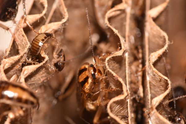 THE KILLERS PEST CONTROL - Updated October 2025 - 36 Photos & 113 ...