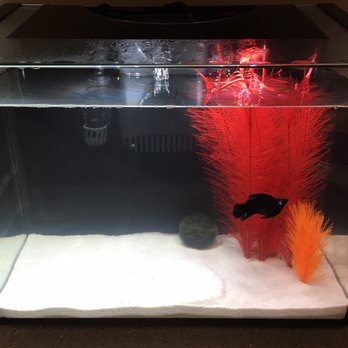 Pet Zone Tropical Fish - Updated COVID-19 Hours & Services - 298 Photos ...