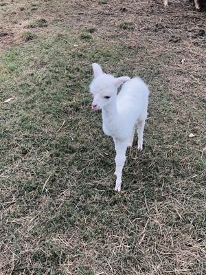 GOOD KARMA RANCH ALPACAS - 23 Photos - 1041 Brevard Place Rd, Iron ...