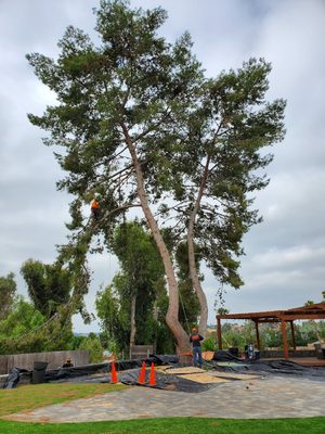 MASTER TREE SERVICES - Updated July 2025 - 235 Photos & 295 Reviews ...