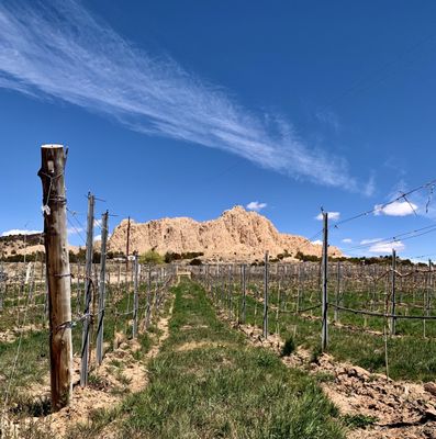 VIVAC WINERY - Updated June 2024 - 101 Photos & 46 Reviews - 2075 State ...