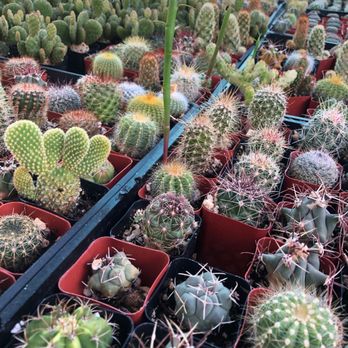 CALIFORNIA CACTUS RANCH - 319 Photos & 84 Reviews - 19420 Saticoy St ...