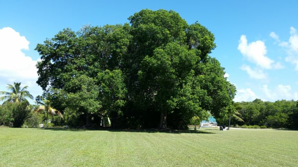 LIGNUMVITAE KEY BOTANICAL STATE PARK - 15 Photos - Islamorada, FL - Yelp