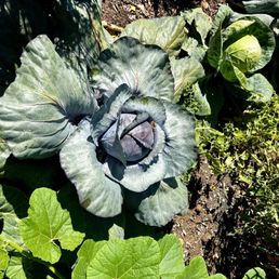 COYOTE’S COFFEE DEN - Updated July 2025 - 209 Photos & 183 Reviews ...