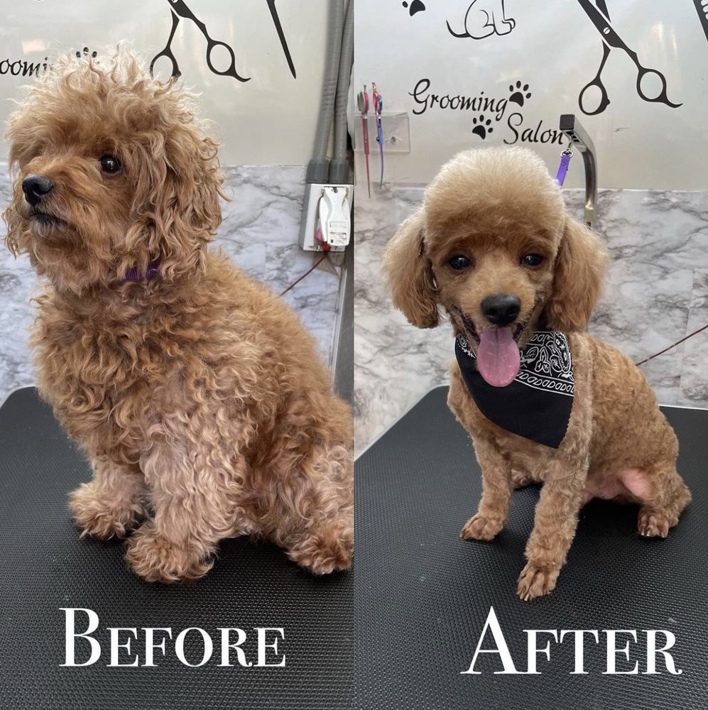 FANCY GROOMING - Updated October 2025 - 24 Photos & 10 Reviews - 2384 W ...