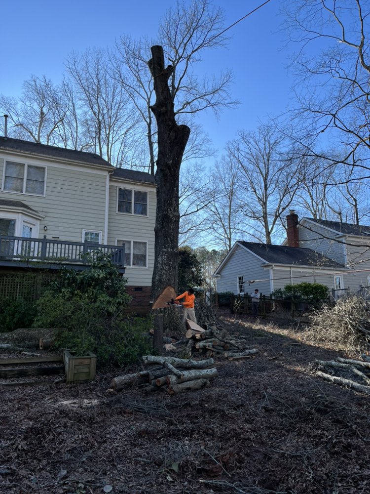 M&J TREE SERVICE - Updated July 2025 - 37 Photos - 9000 Windsong Dr ...