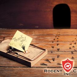 RODENT CONTROL - 70 Photos & 223 Reviews - 5455 Wilshire Blvd, Los ...