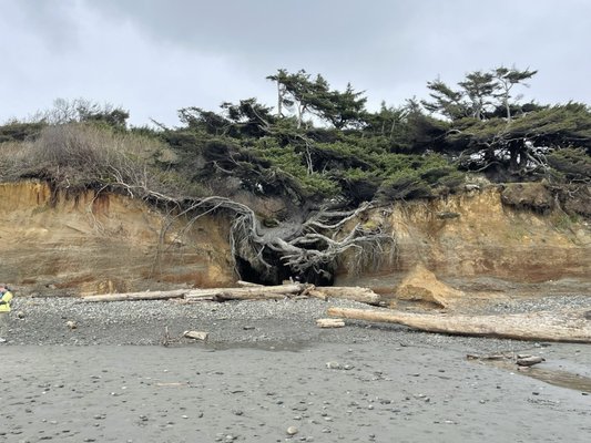 TREE OF LIFE - Updated November 2024 - 49 Photos & 18 Reviews - 101 Old ...