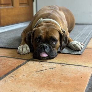 ALTA LOMA ANIMAL HOSPITAL - Updated June 2025 - 153 Photos & 381 ...