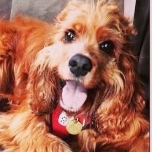 JANE LATTA VET - Updated December 2025 - 32 Reviews - 725 E Washington ...