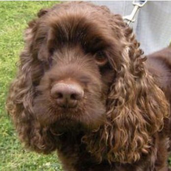 CAMP COCKER RESCUE - Updated September 2025 - 76 Photos & 59 Reviews ...