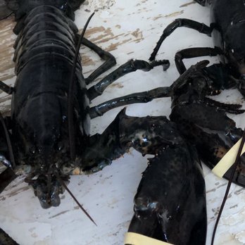 RYER’S LOBSTERS - Updated December 2025 - 57 Photos & 35 Reviews - 8494 ...