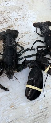 RYER’S LOBSTERS - 57 Photos & 32 Reviews - 8494 Peggys Cove Road ...