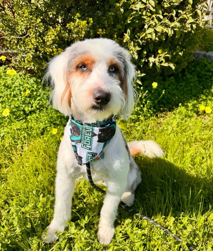 POSH PAWS GROOMING - Updated January 2026 - 35 Photos & 30 Reviews ...