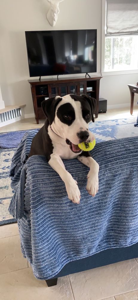 ZOOM ROOM DOG TRAINING - Updated March 2026 - 47 Photos & 35 Reviews ...