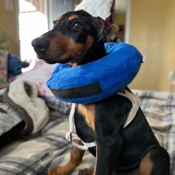 BUTCHKO MICHAEL DVM - Updated December 2025 - 5488 Mission Blvd ...