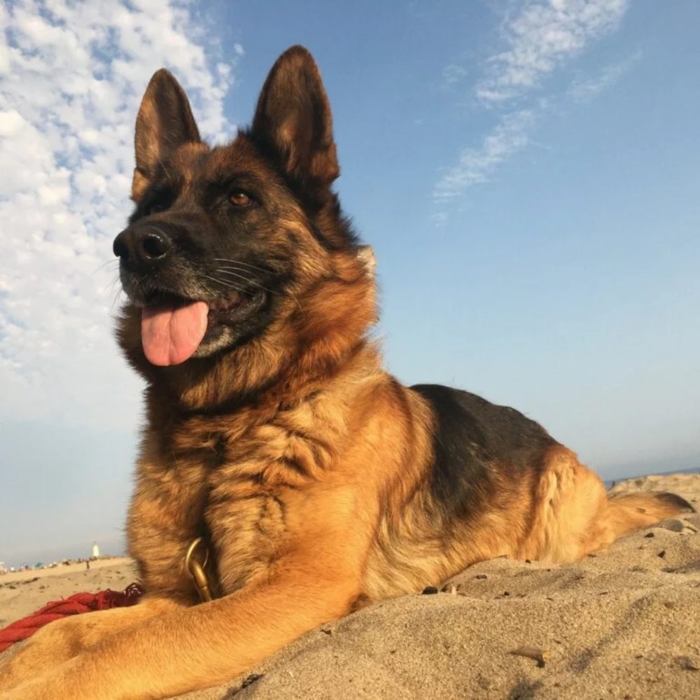 HARNESSING POTENTIAL DOG TRAINING - Updated June 2025 - 140 Photos & 20 ...