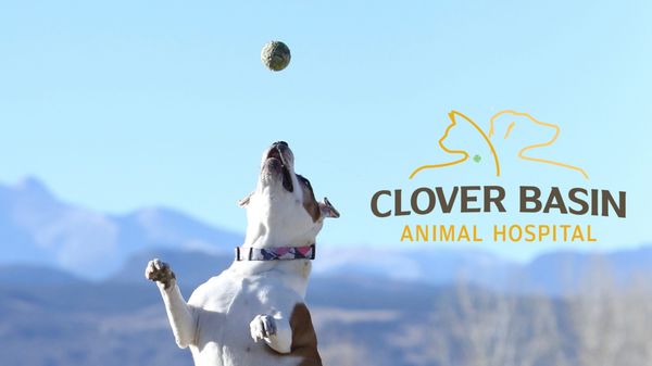 CLOVER BASIN ANIMAL HOSPITAL - Updated December 2025 - 10 Photos - 1425 ...