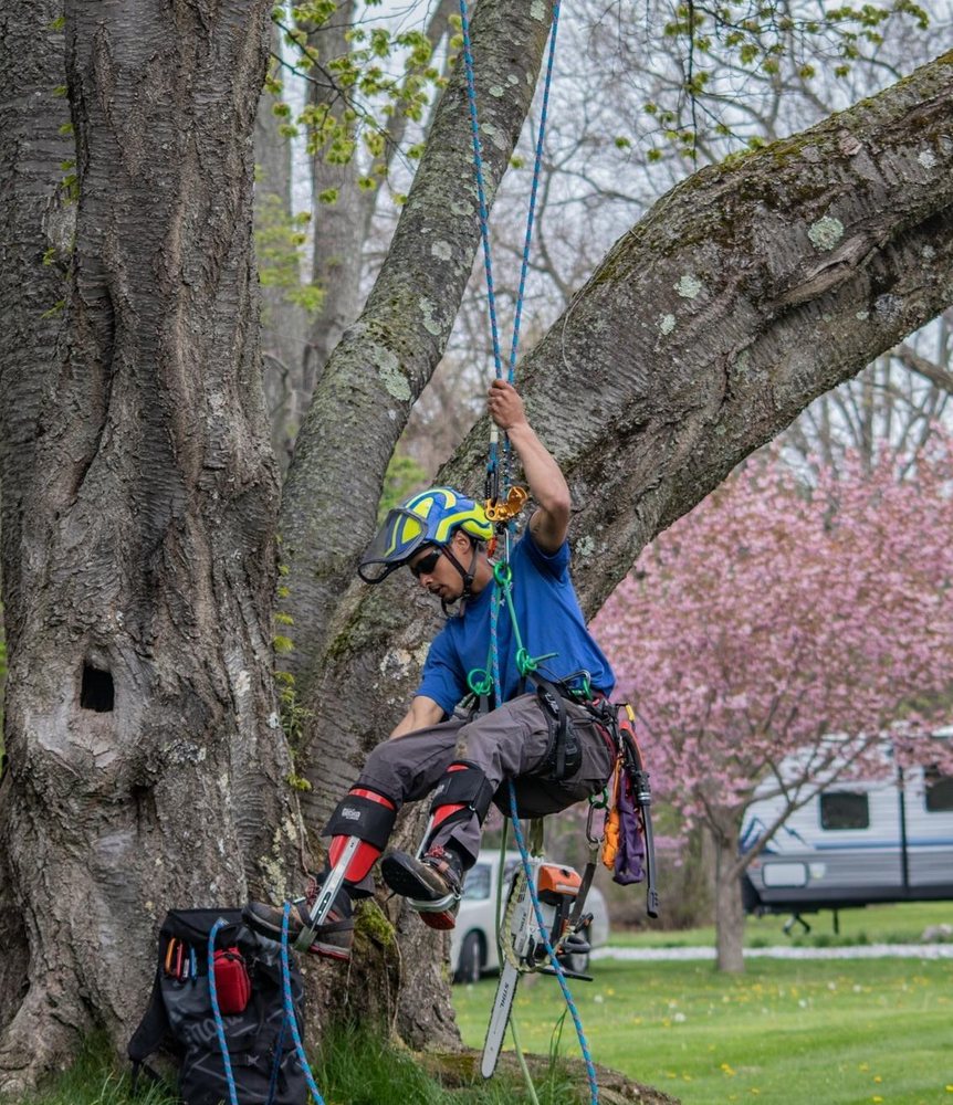TIMBERWOLF TREE SERVICE - Updated February 2025 - Request a Quote - 422 Stono River Rd, Myrtle ...