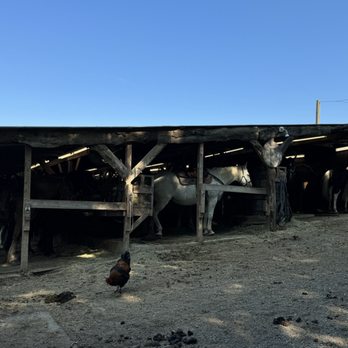 JAYELL RANCH - Updated May 2025 - 316 Photos & 337 Reviews - 1131 ...