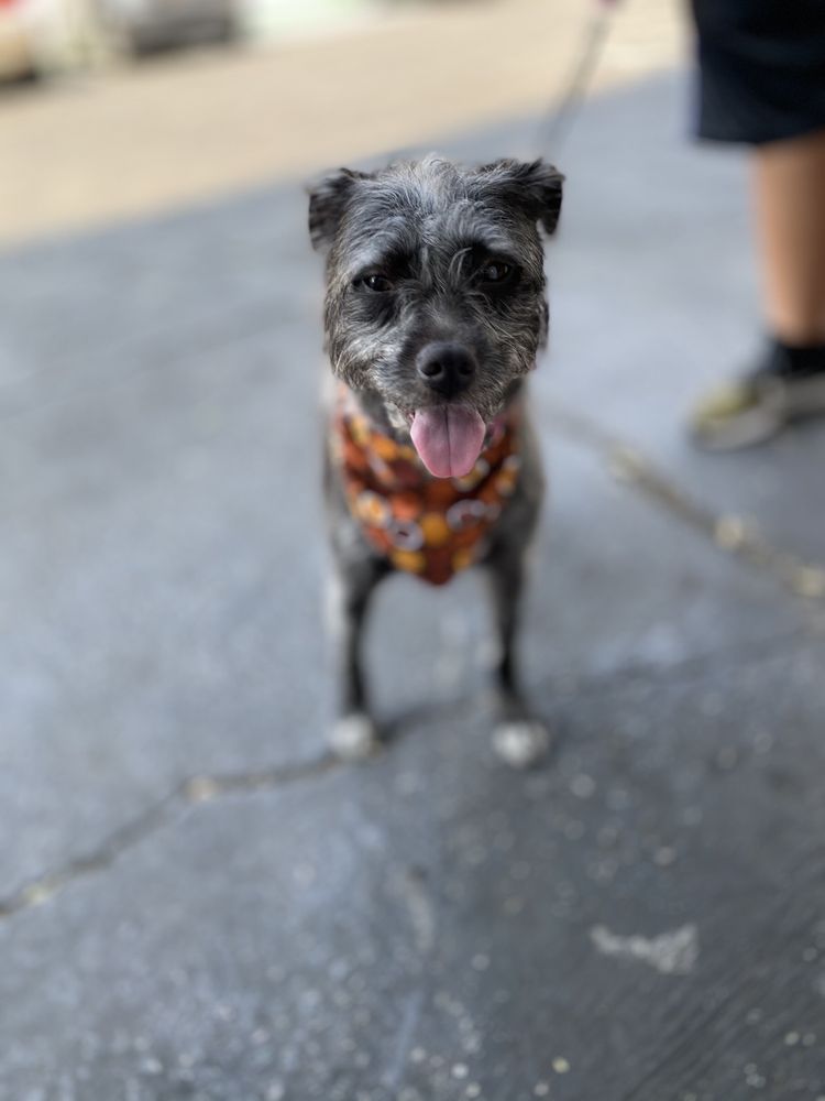 MAGNOLIA GROOMING - Updated May 2024 - 283 Photos & 152 Reviews - 18546 ...