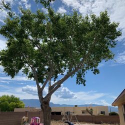 BLOSSOM TREES - 43 Photos & 31 Reviews - Tree Services - Albuquerque ...