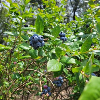 TAMMEN TREEBERRY FARM - Updated October 2025 - 34 Photos & 18 Reviews ...