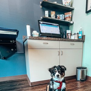 FORSYTH VETERINARY HOSPITAL - 21 Photos & 14 Reviews - Veterinarians ...
