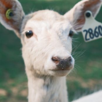 LAZY 5 RANCH - Updated May 2025 - 872 Photos & 294 Reviews - 15100 ...