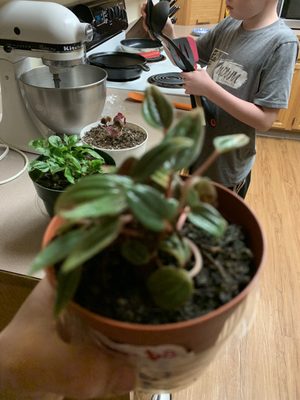 GREEN CONNECTION - Updated November 2024 - 13 Photos - 804 E 15th Ave ...