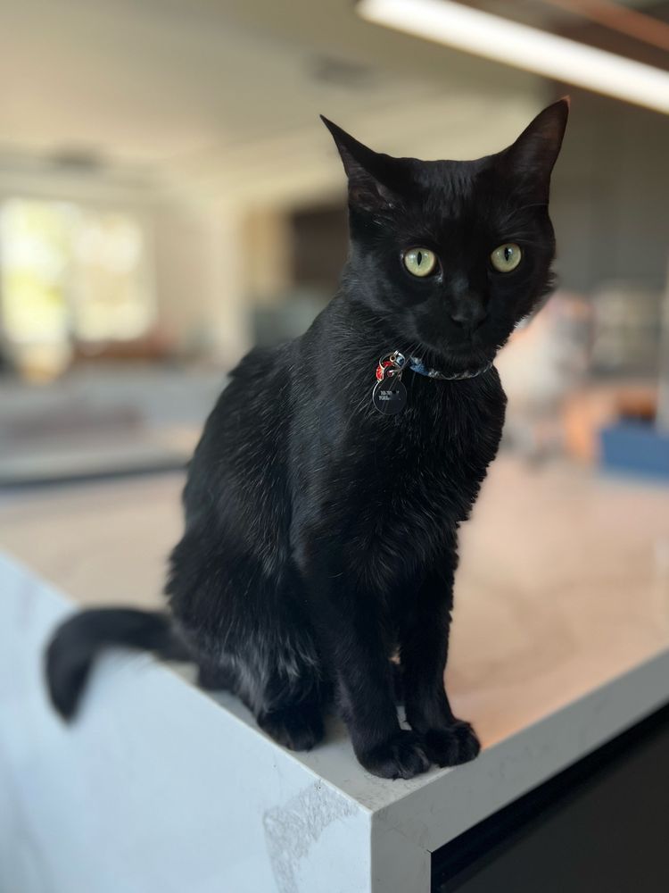 AM/PM VETERINARY HOSPITAL - Updated November 2025 - 78 Photos & 217 ...