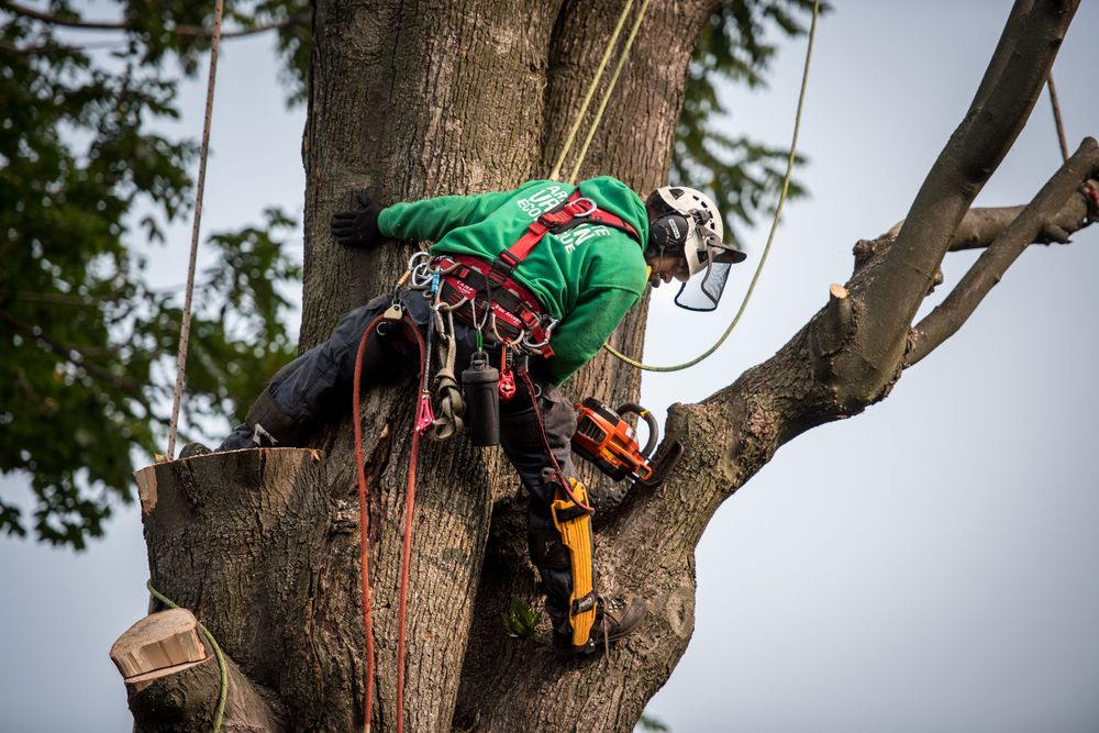 ARBOPLUS - Updated October 2024 - Request a Quote - Blainville, Quebec ...