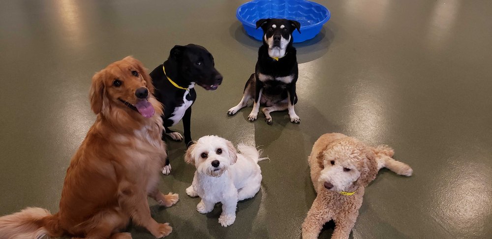 PAGE POINT ANIMAL HOSPITAL AND PET RESORT - Updated July 2025 - 13 ...