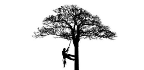 HIGH HEWN TREE SERVICES - Tree Services - Milton, FL - Phone Number - Yelp