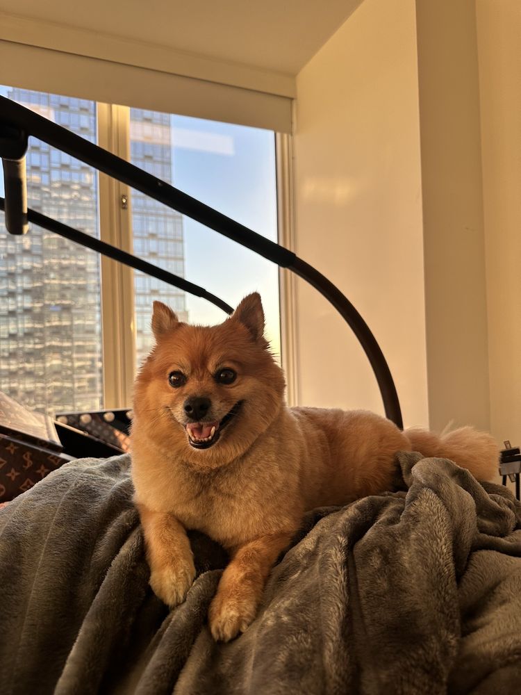 GROOMIT - Updated August 2025 - 310 Photos & 307 Reviews - New York ...