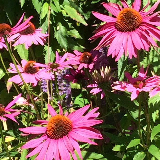 JOE MUSSELWHITE GARDEN DESIGN - 56 Athelstan Rd, Hastings, East Sussex ...