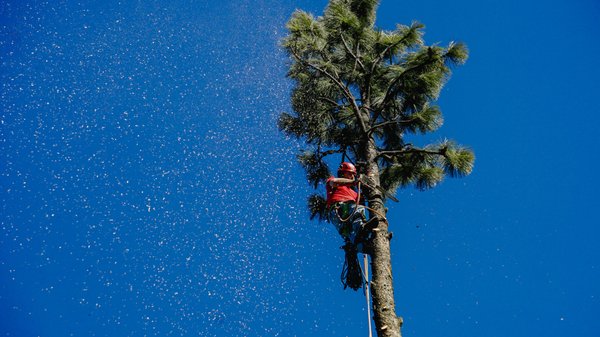 ALL SEASONS TREE SERVICE - Updated October 2025 - 50 Photos & 17 ...