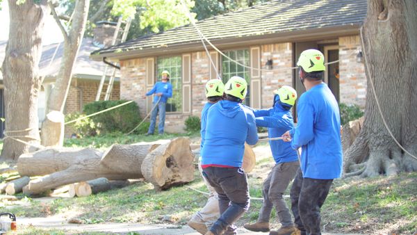 TEXAS TREE SURGEONS - Updated December 2025 - 94 Photos & 131 Reviews ...