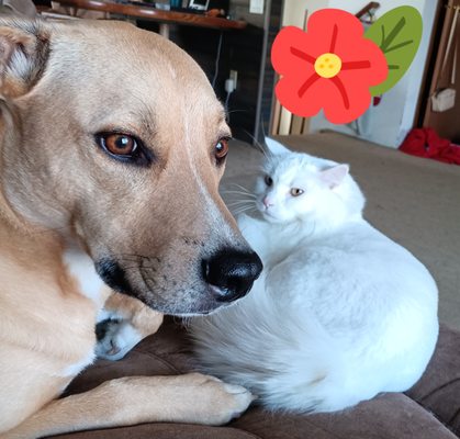 RED RIVER ANIMAL EMERGENCY HOSPITAL AND REFERRAL CENTER - Updated ...